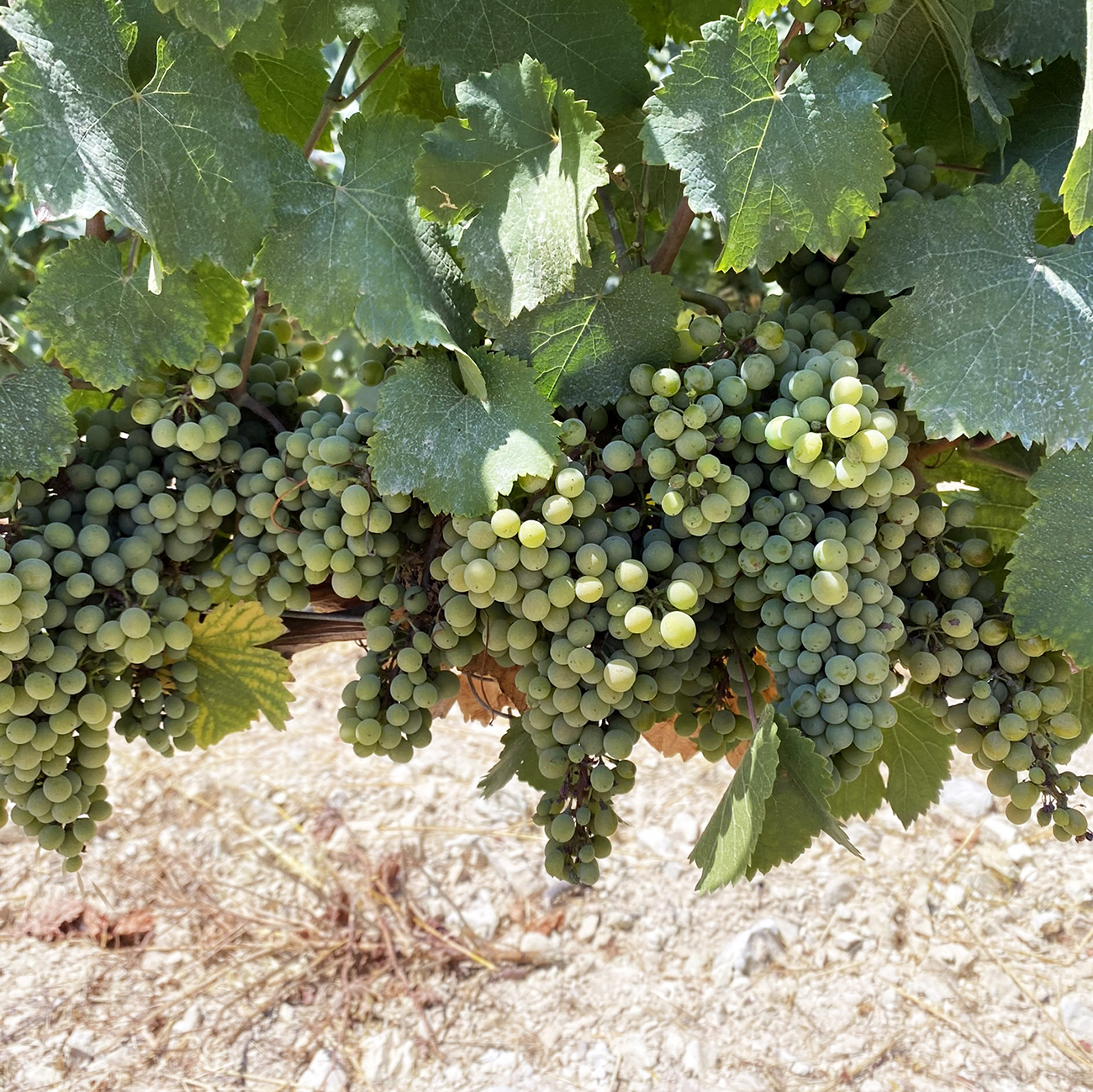 Son Antem Alaró Mallorca